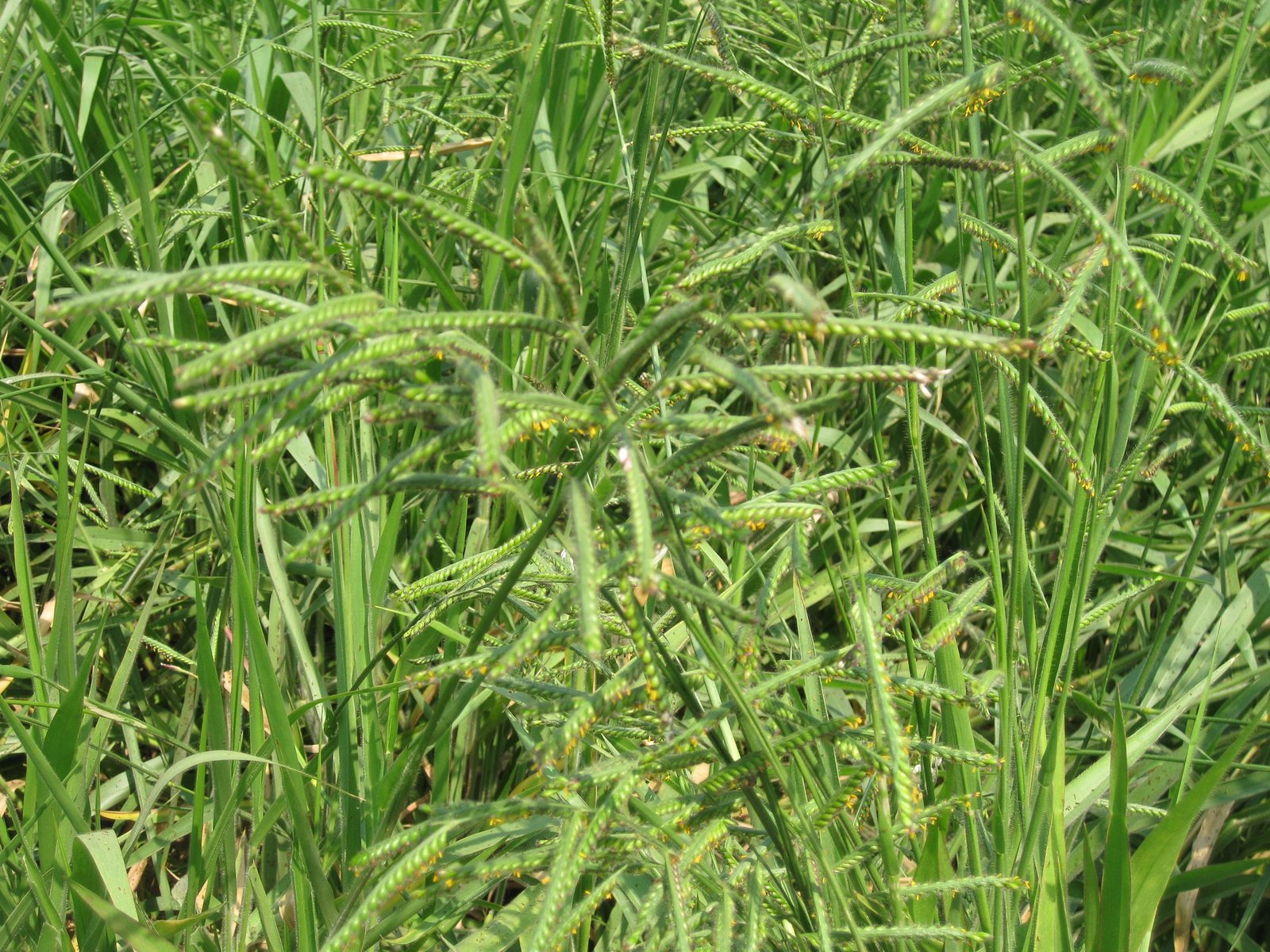 Mulato II - Ubon Forage Seeds