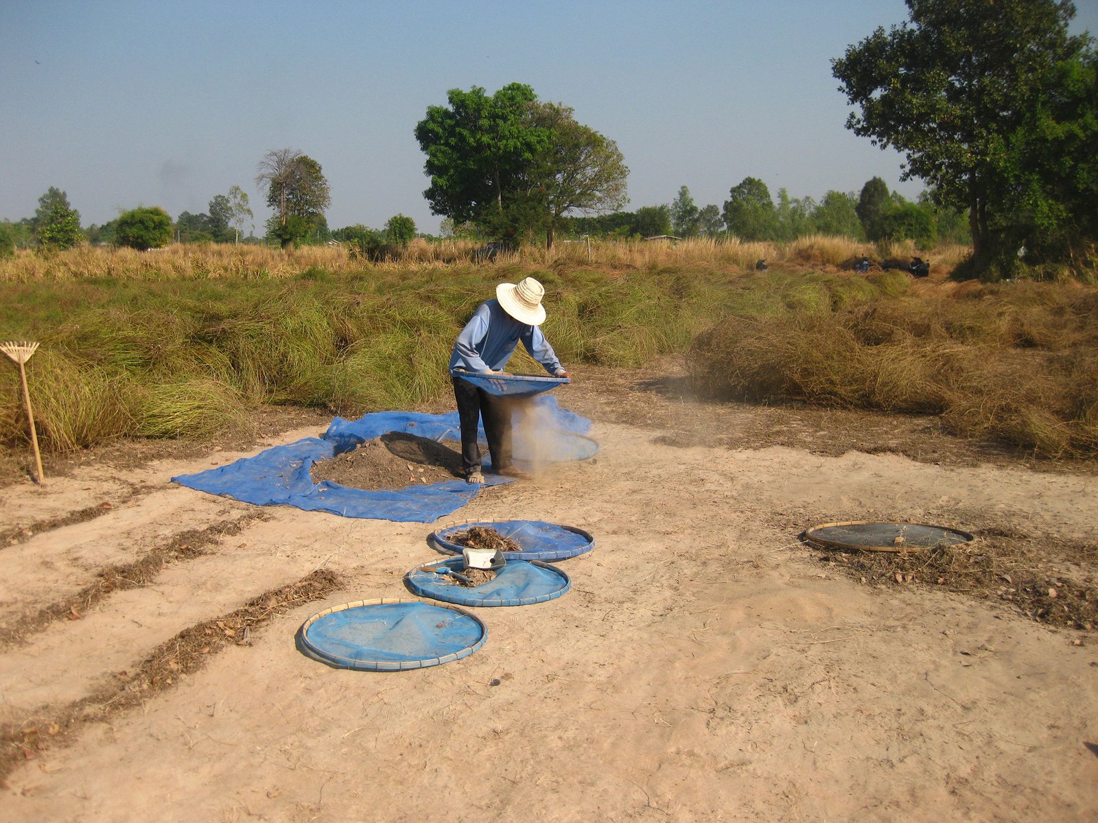 Ubon stylo – Ubon Forage Seeds