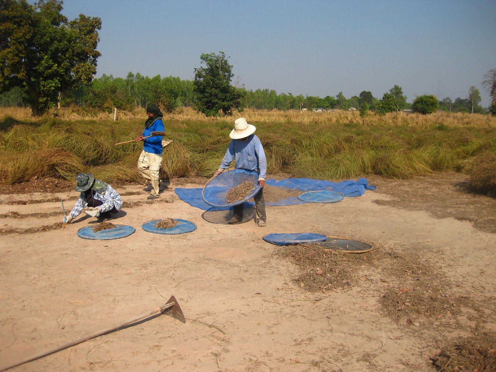 Ubon stylo – Ubon Forage Seeds