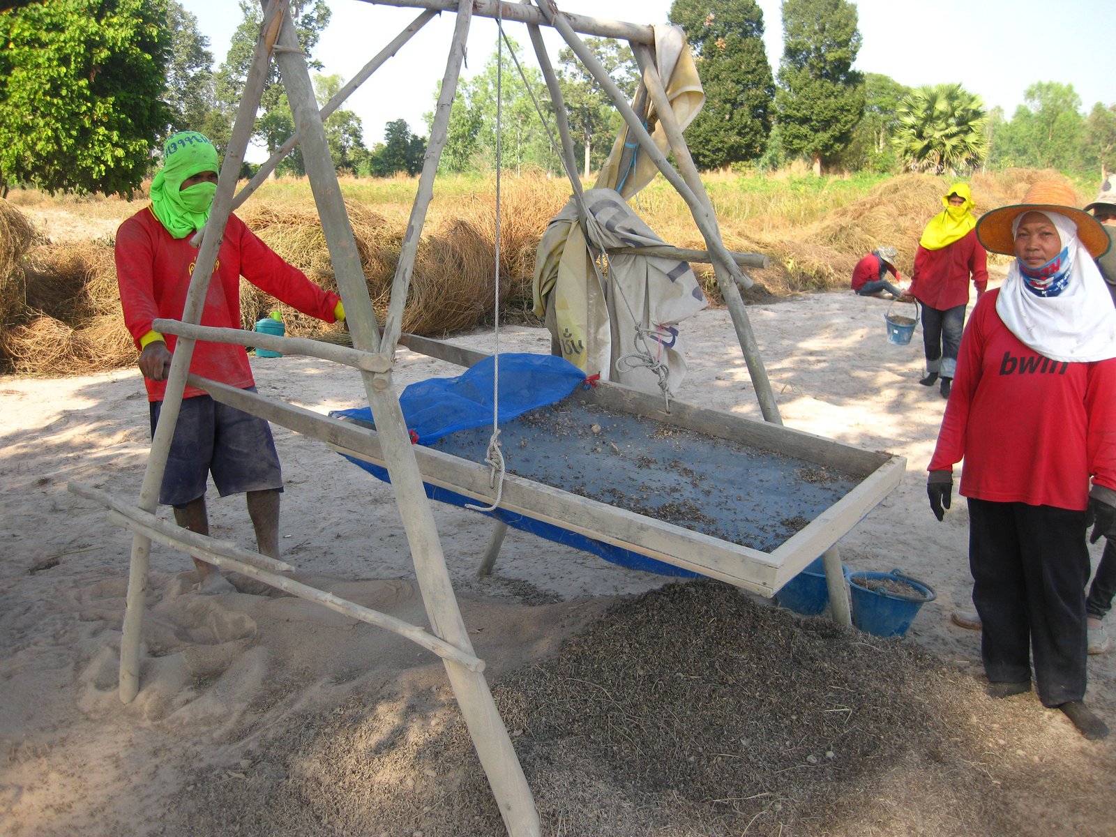 Ubon stylo – Ubon Forage Seeds