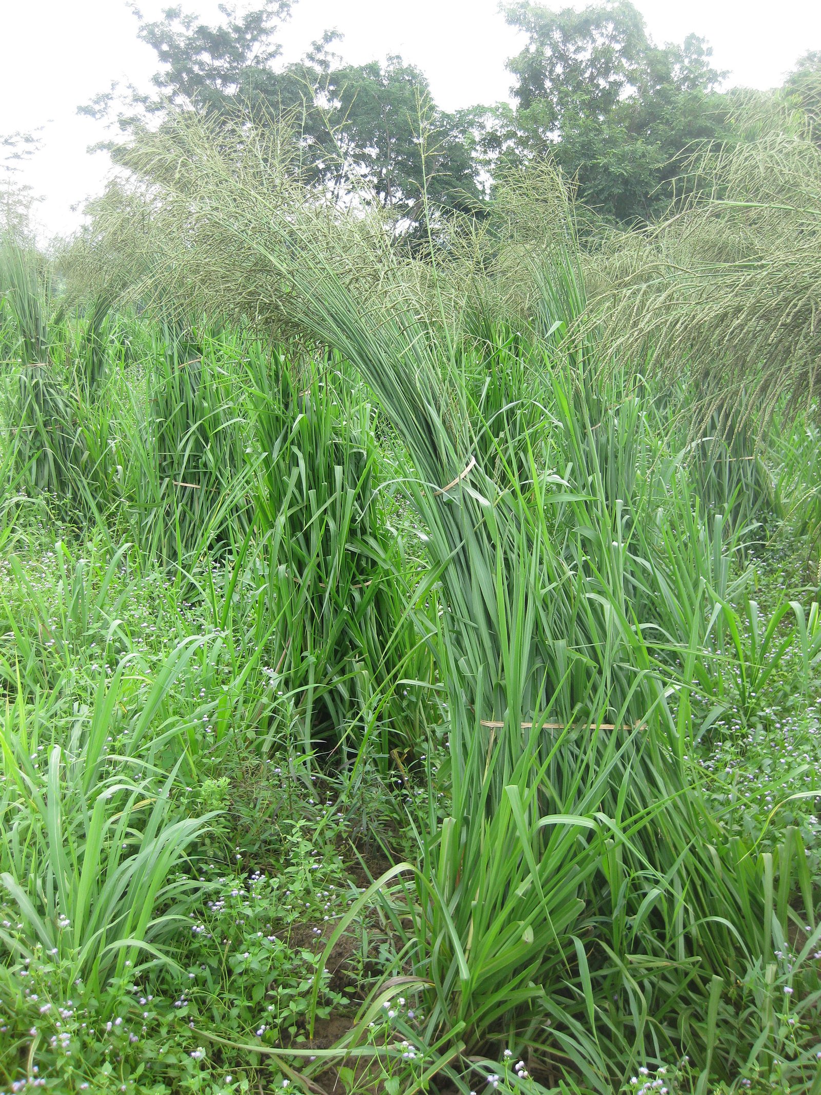 Ubon paspalum – Ubon Forage Seeds