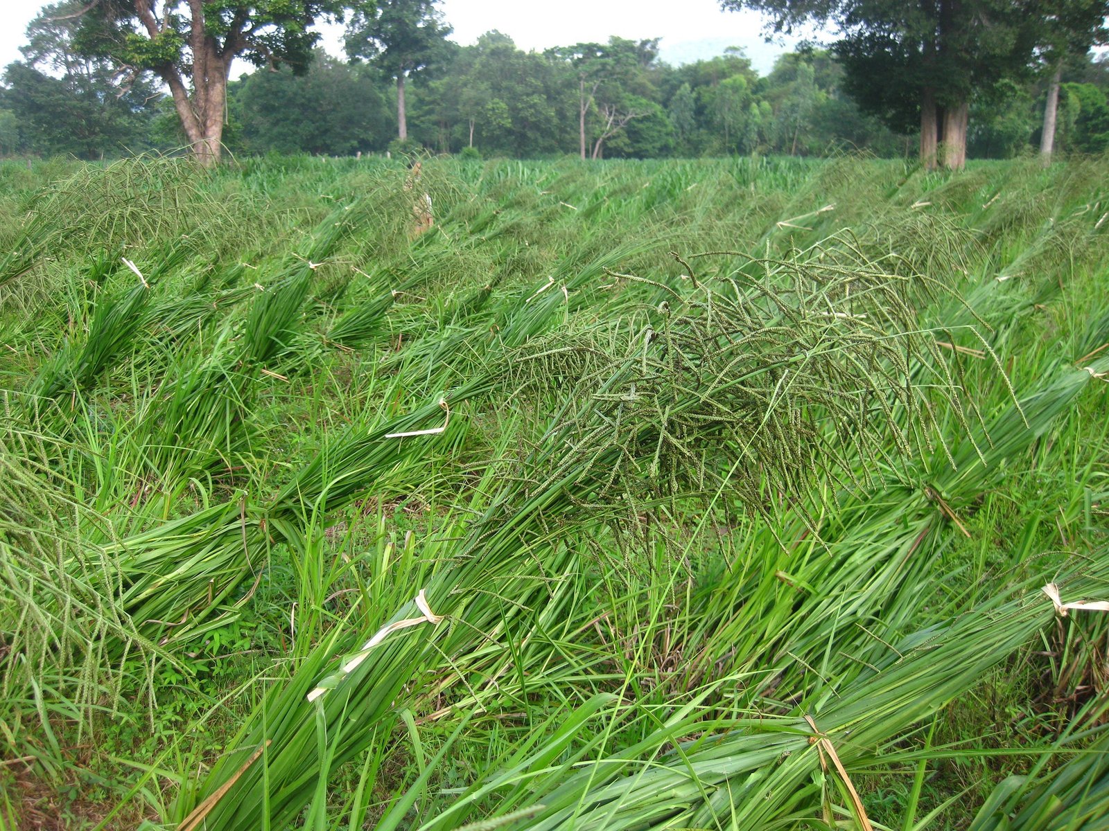 Ubon paspalum – Ubon Forage Seeds