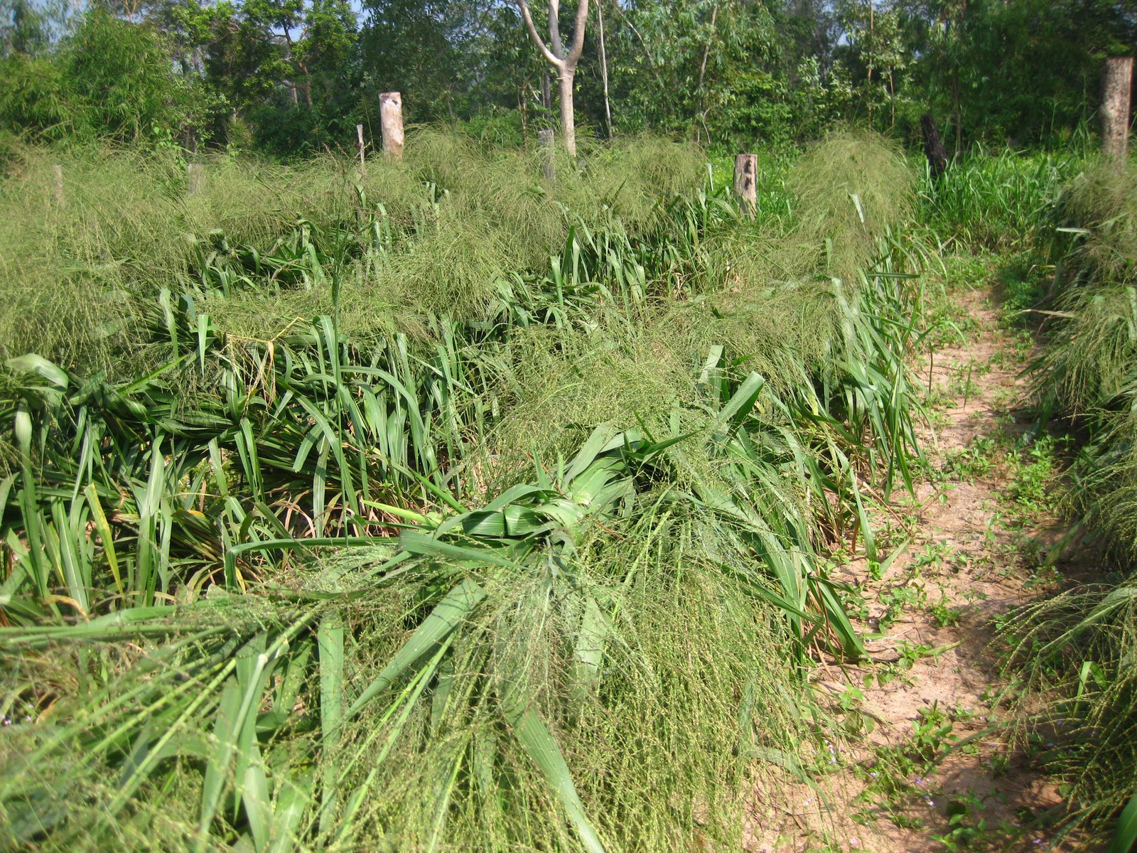 Tanzania guinea – Ubon Forage Seeds