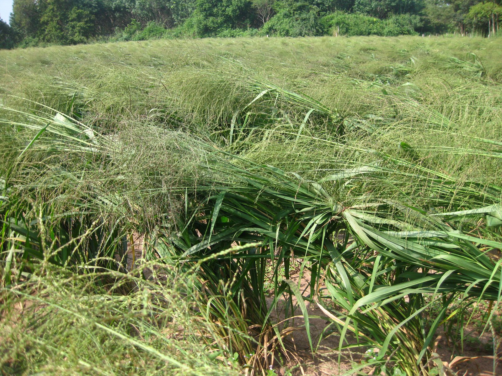 Tanzania guinea – Ubon Forage Seeds