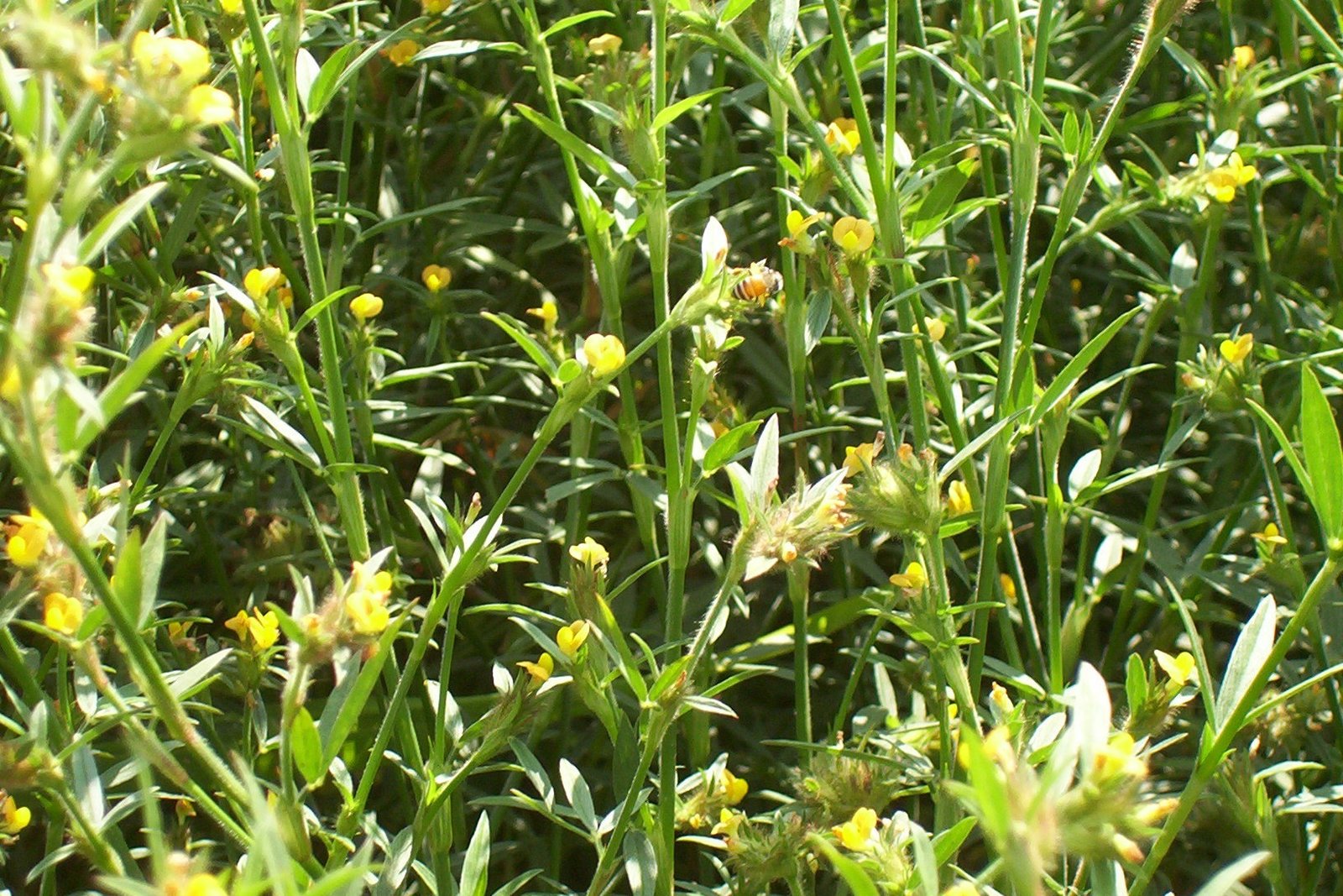 Ubon Stylo - Ubon Forage Seeds