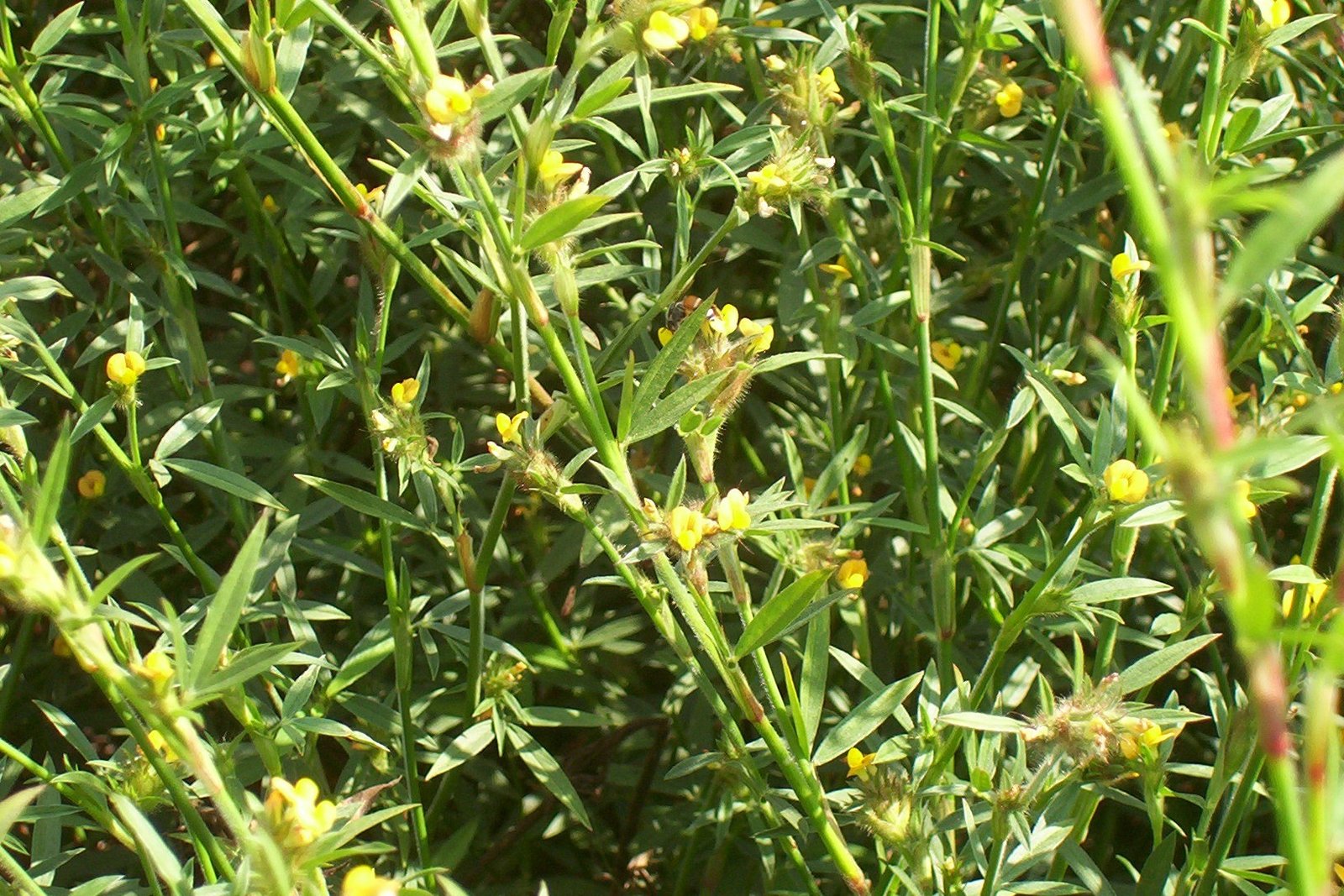 Ubon stylo – Ubon Forage Seeds