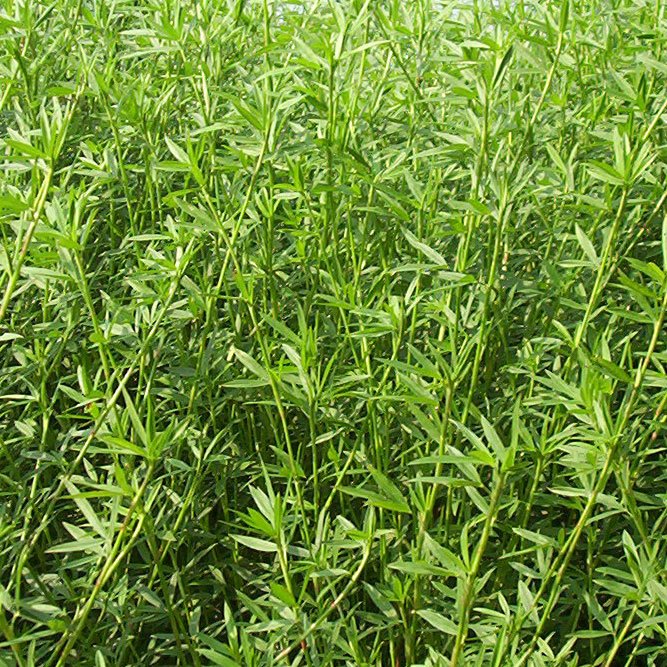 Ubon stylo – Ubon Forage Seeds