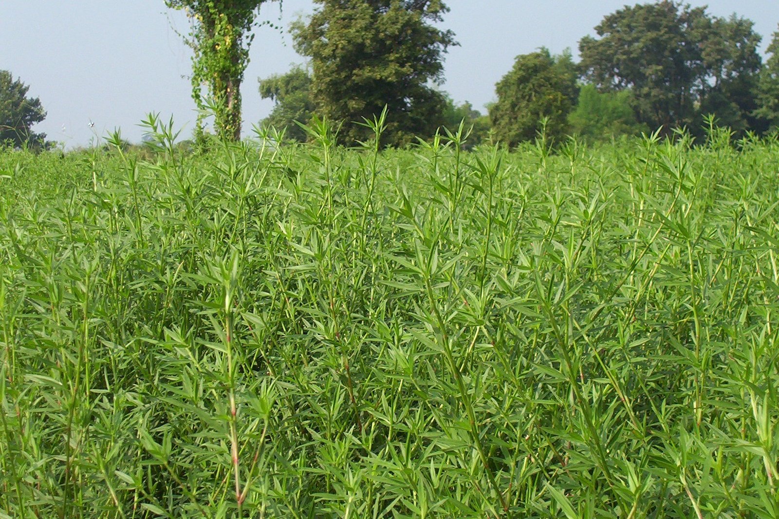 Ubon Stylo - Ubon Forage Seeds